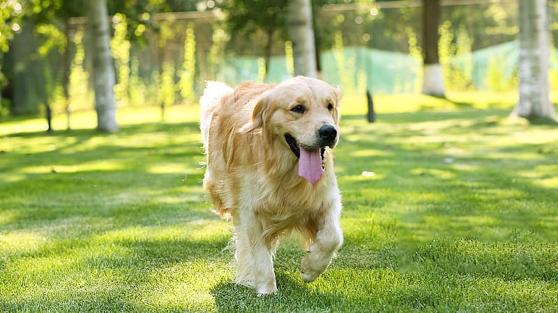 Why Do Dogs Chase Shadows? Unraveling Canine Instincts and Behaviors ...