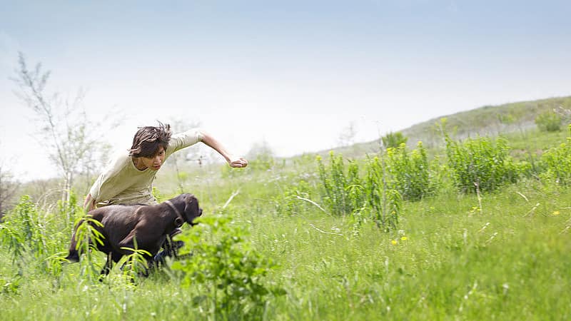 Why Do Dogs Chase People? Unraveling Canine Instincts and Behaviors ...