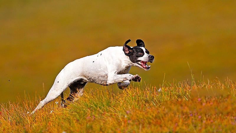 Why Do Dogs Chase People? Unraveling Canine Instincts and Behaviors ...