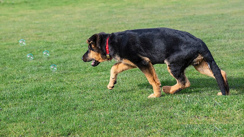 Why Do Dogs Chase People? Unraveling Canine Instincts and Behaviors ...