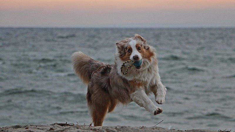 How to Meet the Exercise Needs of Your Australian Shepherd: A Vet ...