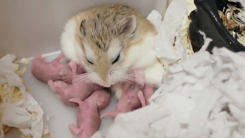 Decoding Hamster Cannibalism: Unraveling the Mysteries of Why and When ...