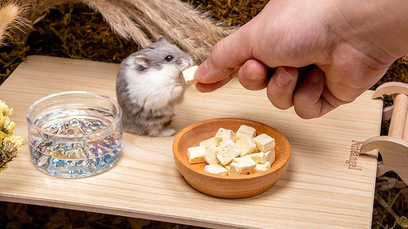 Decoding Hamster Dining: Myths, Truths, and Nutritional Nuances ...