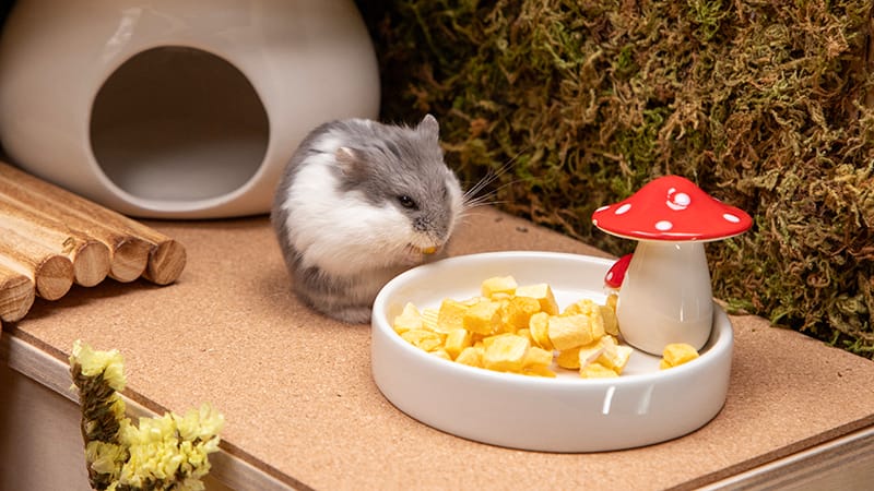 Decoding Hamster Dining: Myths, Truths, and Nutritional Nuances ...