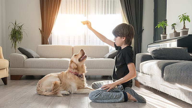 Paws of Power: 7 Confidence-Boosting Games to Transform Your Dog's ...