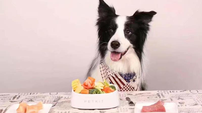 Scheduled vs Free Feeding Dogs: Which Feeding Method is Best? - Hammypet