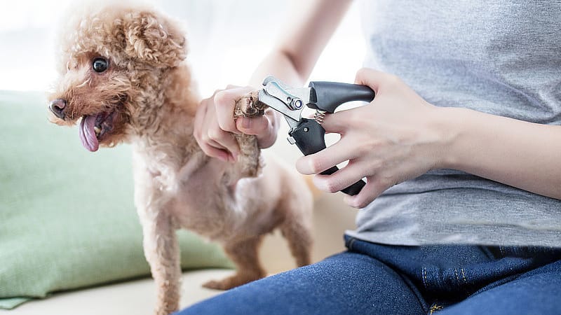 Mastering the Art of Dog Nail Clipper Sharpening: A Comprehensive Guide ...