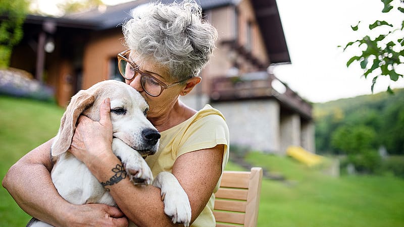 Do Dogs Think Humans Are Cute? Canine Perception Explained - Hammypet