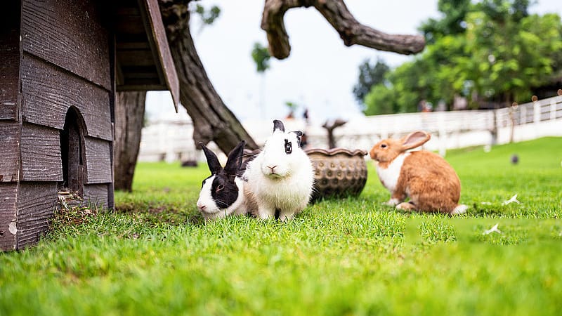 Mastering Outdoor Rabbit Care: Your Expert Guide to a Happy Bunny ...