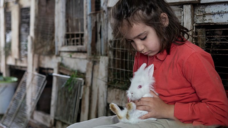 Mastering Outdoor Rabbit Care: Your Expert Guide to a Happy Bunny ...