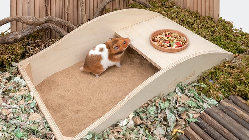 Unveiling the Secrets of Hamster Sand Baths: Your Comprehensive Guide ...