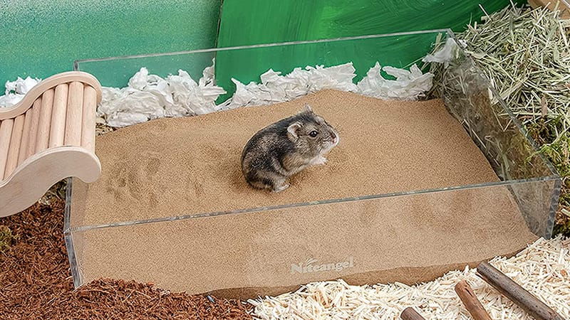 Unveiling the Secrets of Hamster Sand Baths: Your Comprehensive Guide ...