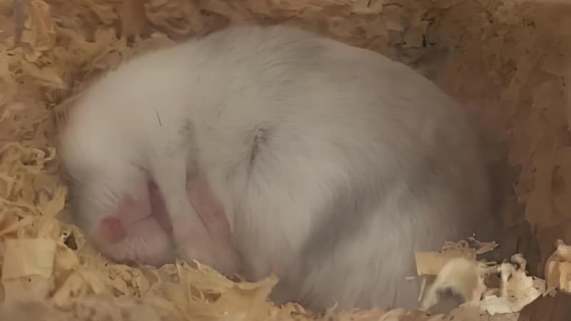 Understanding Why Hamsters Are Prone to Premature Death: 12 Vet ...