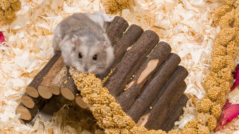 Do Hamsters Need High Protein? A Comprehensive Guide to Choosing ...