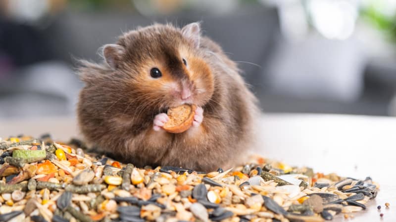 Do Hamsters Need High Protein? A Comprehensive Guide to Choosing ...