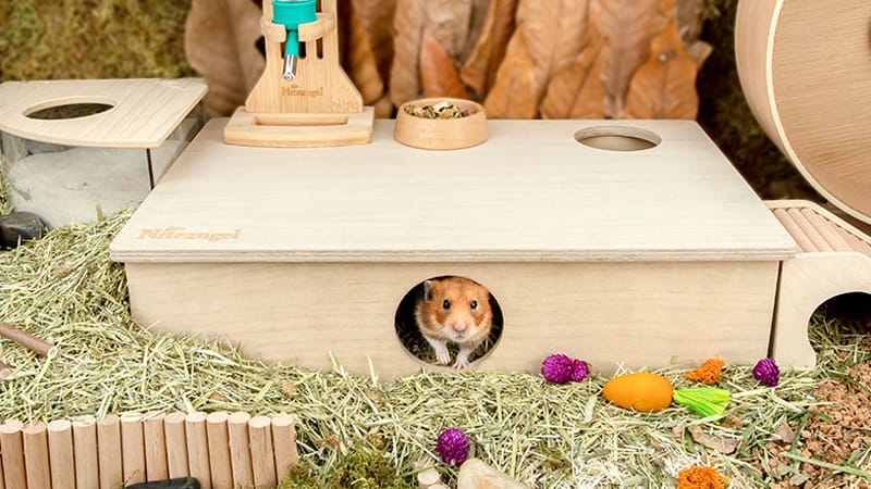 What to Do With an Overweight Hamster: A Complete Care Guide - Hammypet