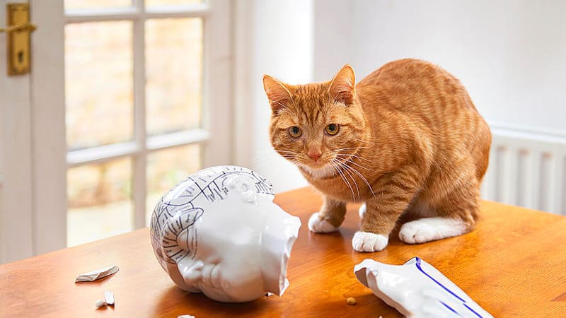 Do Cats Apologize? 7 Clear Signs Your Cat Is Saying Sorry (With Tips on ...
