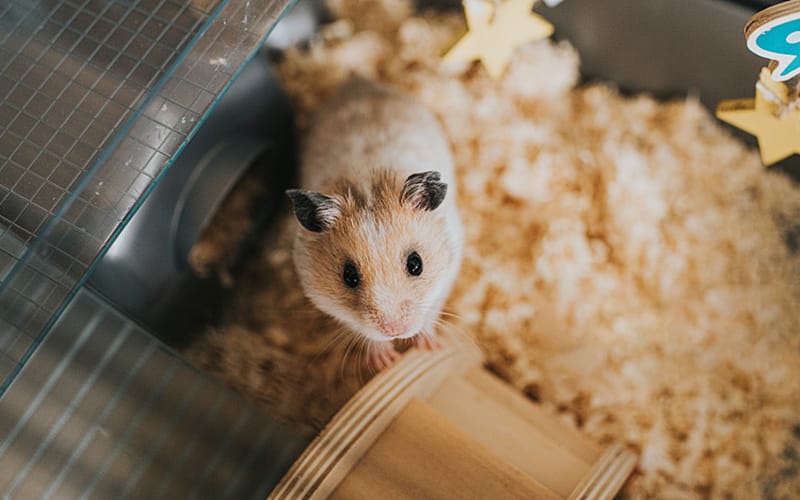 Hamster Cage 101: A Guide to Choosing the Right Hamster Cage and ...