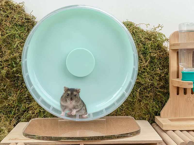 Top 9 Hamster Toys for Physical and Mental Stimulation: From Running ...