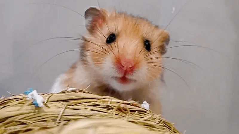 Top 9 Hamster Toys for Physical and Mental Stimulation: From Running ...