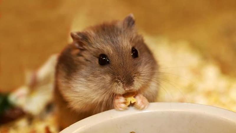 Understanding Hamster Aging Signals and 7 Key Tips for Caring for ...
