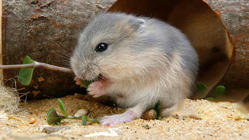 Understanding Hamster Aging Signals and 7 Key Tips for Caring for ...