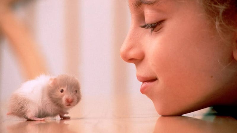 Best 5 Types of Hamsters for Kids: Personality Traits and Care Needs ...