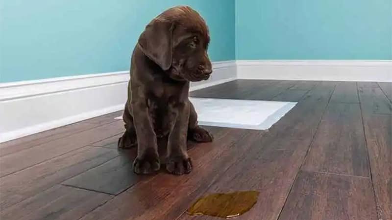 How to Train Your Dog to Use a Designated Bathroom Spot: 5 Step-by ...