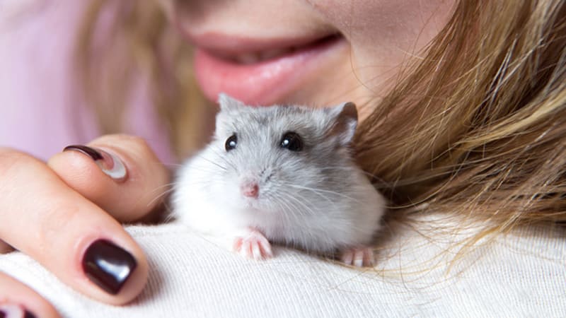 Can Hamsters Sense Their Owner's Emotions? 7 Tips for Bonding and ...