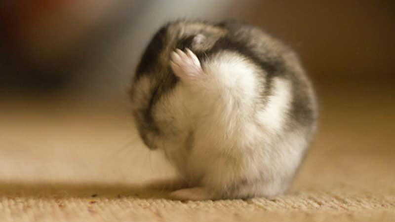 Beating the Heat: Recognizing and Treating Heat Stroke in Hamsters ...