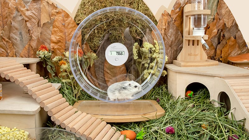 Selecting the Best Hamster Running Wheel: 6 Methods to Consider, Along ...
