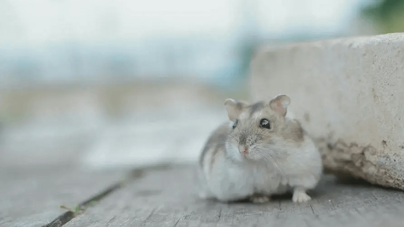 10 Common Stressors for Pet Hamsters: How to Identify and Minimize Them ...