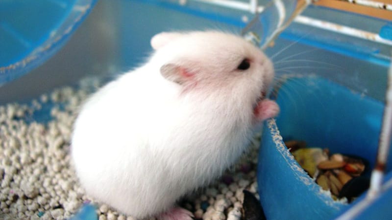 Best 5 Types of Hamsters for Kids: Personality Traits and Care Needs ...