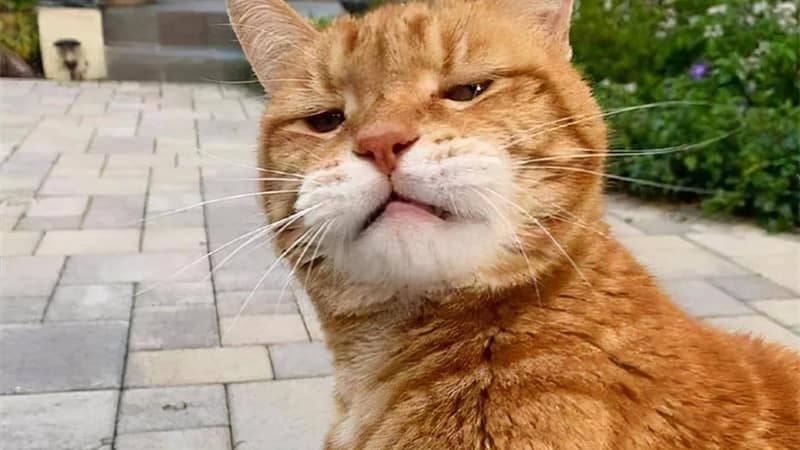 What to Do If Your Cat Gets Stung by a Bee or Wasp: Expert-Backed ...