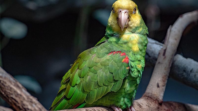 Most Talkative Pet Birds in the World - A Chatterbox Countdown - Hammypet