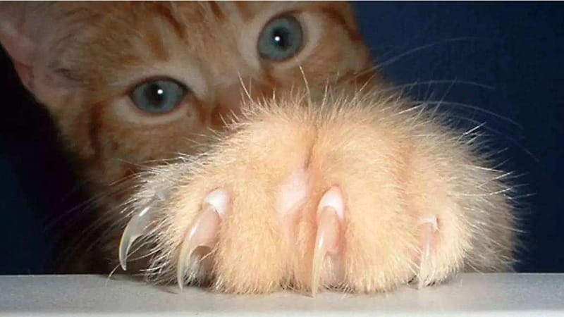 Why Is My Cat Scratching the Floor? 6 Likely Reasons & Prevention Tips ...