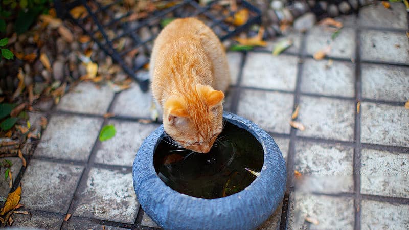 Preventing Paw-Dipping: 8 Simple Tips to Keep Your Cat's Water Bowl ...