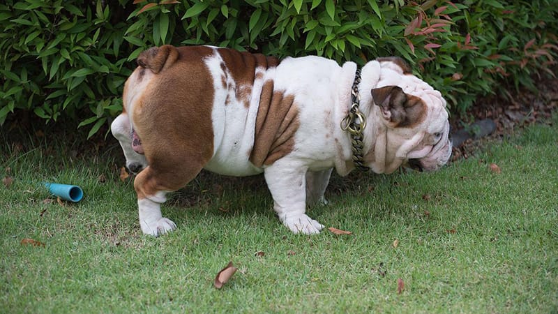 Understanding Canine Weight Gain: Causes and Solutions for a Healthy ...