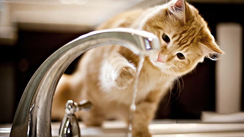 Preventing Paw-Dipping: 8 Simple Tips to Keep Your Cat's Water Bowl ...