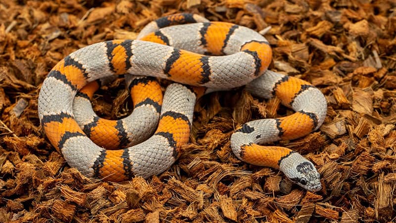 How to Get Rid of Snake Odor: 6 Effective Tips and Tricks - Hammypet