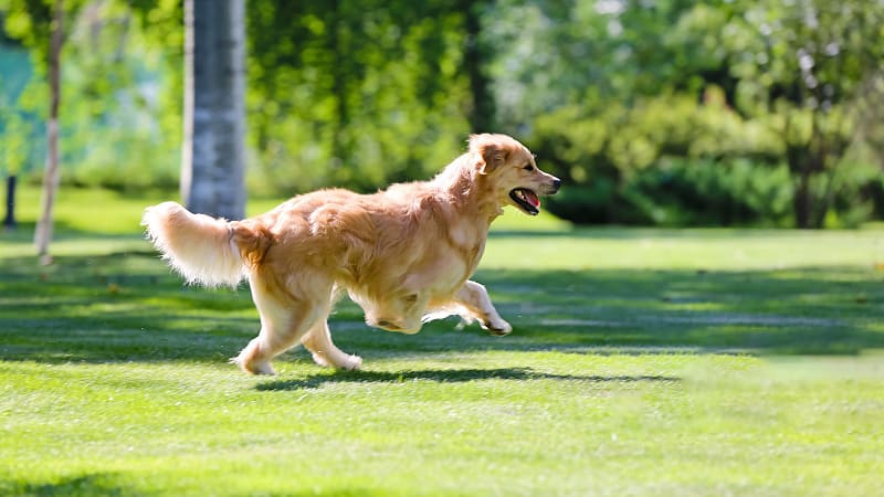 Why Do Dogs Chase Shadows? Unraveling Canine Instincts and Behaviors ...