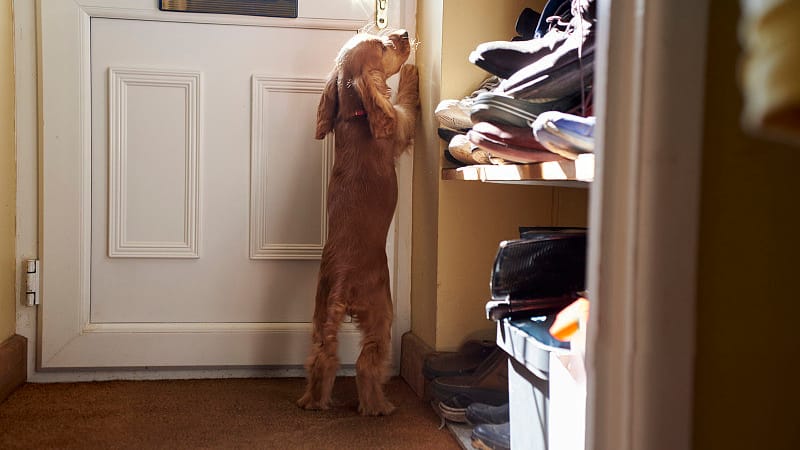 Preventing Your Dog From Door Scratching: 7 Expert Tips - Hammypet