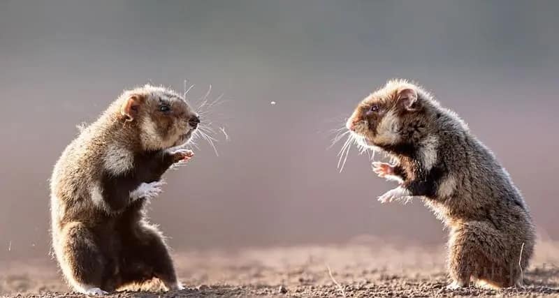 Decoding Hamster Cannibalism: Unraveling the Mysteries of Why and When ...