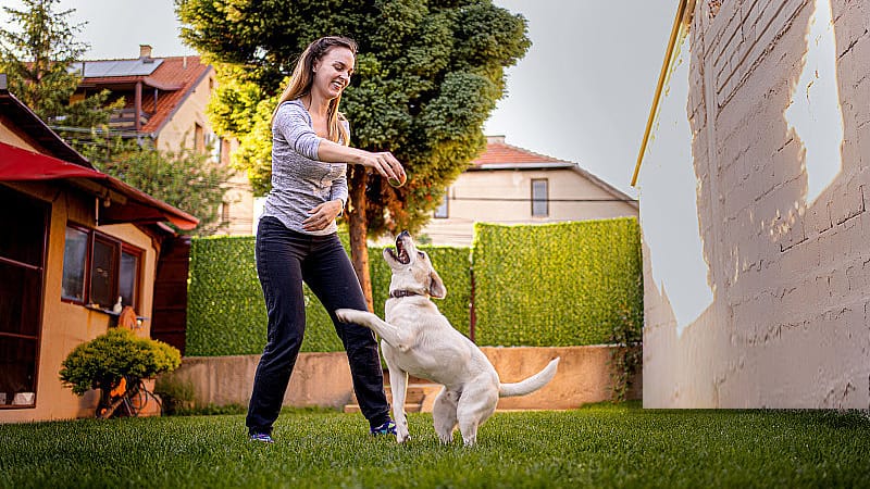 Paws of Power: 7 Confidence-Boosting Games to Transform Your Dog's ...