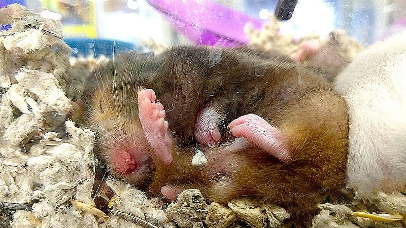 When and How Long Do Hamsters Sleep For? Expert Insights - Hammypet