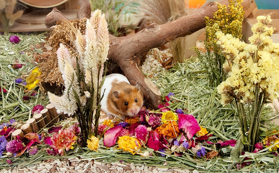 What to Do With an Overweight Hamster: A Complete Care Guide - Hammypet