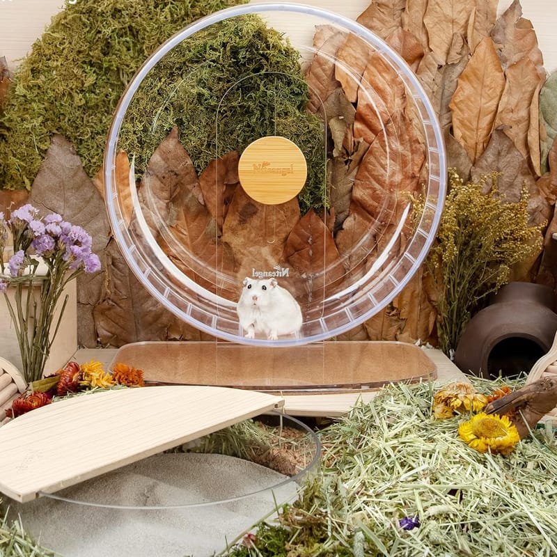 What to Do With an Overweight Hamster: A Complete Care Guide - Hammypet